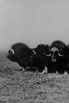 ‎Big Game in the Sub-Arctic of Canada (1924) directed by James Charles ...