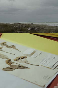 ‎E Kore Au E Ngaro | The Connection Remains directed by Jane Anderson ...