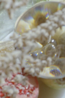 ‎Parallel Botany (2023) directed by Magdalena Bermudez • Reviews, film ...