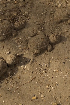 ‎Axinos (2024) directed by Anna Maria Kakona • Reviews, film + cast ...