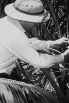 ‎Álbum Cinematográfico de Sergipe (1945) directed by Raul Roulien ...