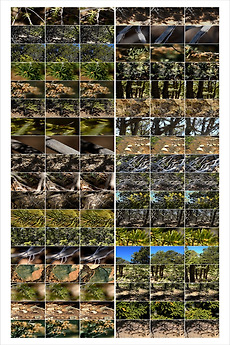 ‎Interactions 2: Forest Near and Far (2023) directed by Fred Camper ...