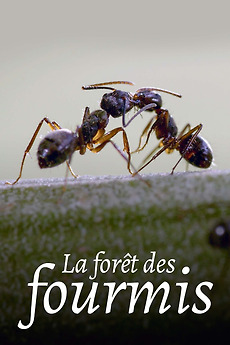 ‎La Forêt des fourmis (2023) directed by Claude-Julie Parisot • Film ...