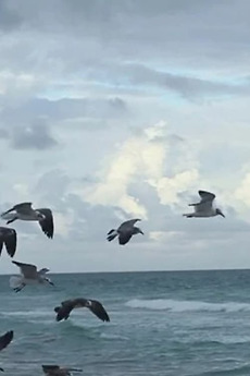 ‎Flying to Nowhere (2018) directed by Matthew Lancit • Reviews, film ...