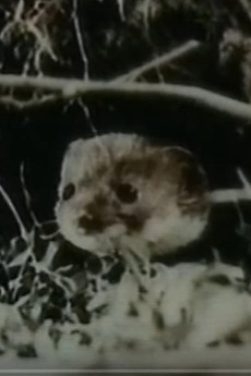 ‎The Weasel (1962) directed by Branko Marjanović • Film + cast • Letterboxd