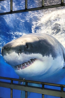 ‎Undersea Explorer VR: Shark Dive (2020) • Film + cast • Letterboxd