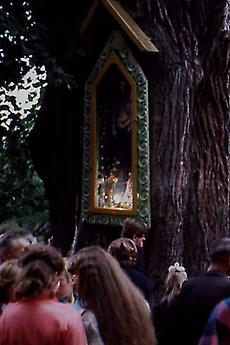 ‎Trees (1988) directed by Andrzej Różycki • Film + cast • Letterboxd