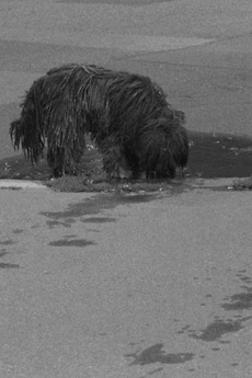 ‎Puddles, I Don't Know (2018) directed by Anna Petruželová • Film ...