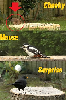 ‎A Cheeky Mouse Surprise directed by Paul Dinning • Film + cast ...