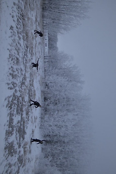 ‎Soft Red Winter directed by Jen Mesch • Film + cast • Letterboxd