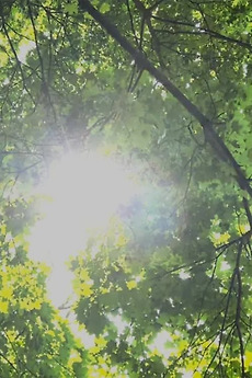 ‎Dreams of Sunlight Through Trees (2024) directed by TJ Cuthand ...