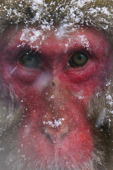 ‎Mighty Monkeys (2025) directed by Kosuke Hayashi • Film + cast ...