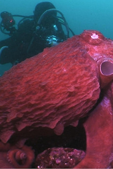 ‎Animal Instincts - When Monsters Call - The Bizarre Water-World of ...