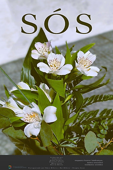 ‎Sós (2025) • Film + cast • Letterboxd