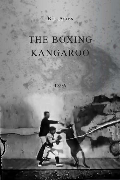 ‎The Boxing Kangaroo (1896) directed by Birt Acres • Reviews, film ...