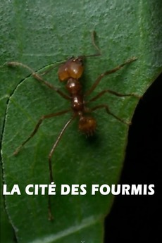 ‎La cité des fourmis (1999) directed by Philippe Calderon • Film + cast ...