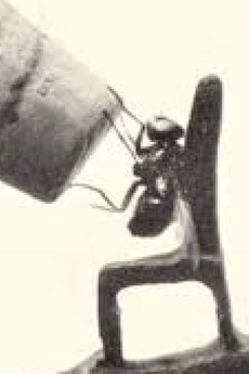 ‎The Strength and Agility of Insects (1911) directed by F. Percy Smith ...