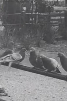 ‎The Aviary (1955) directed by Joseph Cornell, Rudy Burckhardt ...