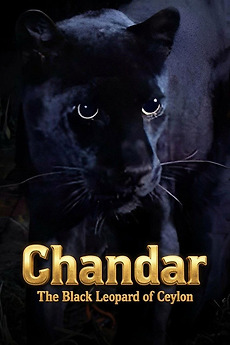 ‎Chandar, the Black Leopard of Ceylon (1972) directed by Winston Hibler ...