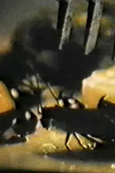 ‎Judgement Day (1983) directed by Manuel DeLanda • Reviews, film + cast ...