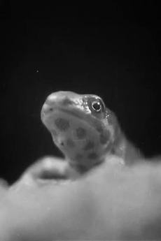 ‎Romance in a Pond (1932) directed by F. Percy Smith, Mary Field • Film ...