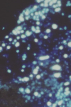 ‎Song 21 (1966) directed by Stan Brakhage • Reviews, film + cast ...