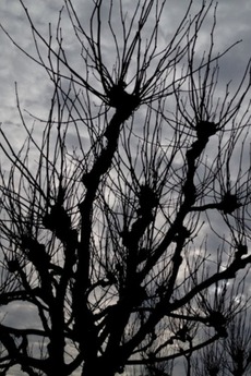 ‎Intimations (2015) directed by Nathaniel Dorsky • Reviews, film + cast ...