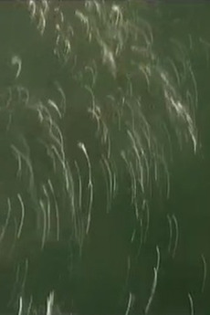 ‎My Person in the Water (2006) directed by Leighton Pierce • Reviews ...