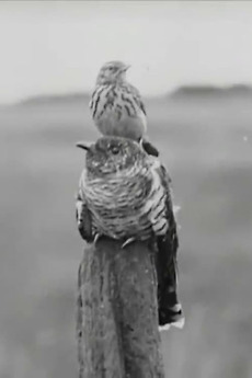 ‎The Cuckoo's Secret (1922) directed by Edgar P. Chance • Reviews, film ...