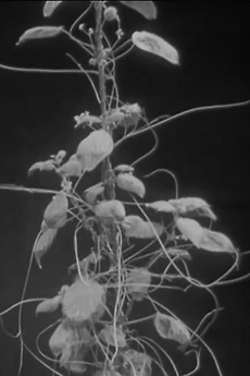 ‎The Strangler (1930) directed by F. Percy Smith • Reviews, film + cast ...