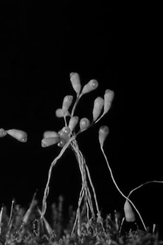 ‎Gathering Moss (1933) directed by F. Percy Smith, Mary Field • Film ...