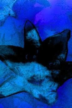 ‎Blue Monet (2006) directed by Carl E. Brown • Reviews, film + cast ...