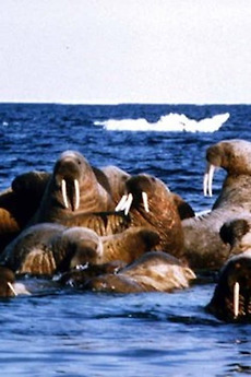 ‎Edge of Ice (1986) directed by William Hansen • Reviews, film + cast ...