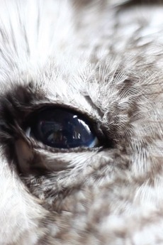 ‎Here Is Everything (2013) directed by Emily Vey Duke, Cooper Battersby ...