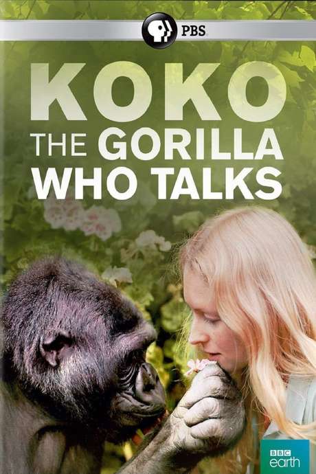 ‎Koko: The Gorilla Who Talks to People (2016) directed by Jonathan ...