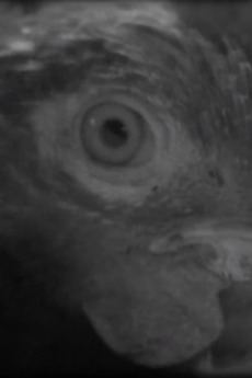 ‎Fish Eye (2007) directed by Gabriel Enrique Vargas Vázquez • Film ...