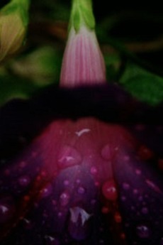 ‎Dew (2012) directed by Robert Todd • Reviews, film + cast • Letterboxd