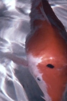 ‎Eye etc. (1982) directed by M.M. Serra • Reviews, film + cast • Letterboxd