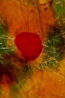‎Wall of Time (1972) directed by Petr Skala • Film + cast • Letterboxd