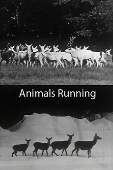 ‎Animals Running (1974) directed by Alice Anne Parker Severson ...