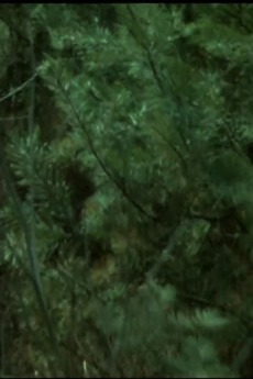 ‎Wald Forest (1984) directed by Theo Thiesmeier • Reviews, film + cast ...
