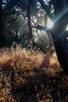 ‎Ode (2017) directed by Nathaniel Dorsky • Reviews, film + cast ...