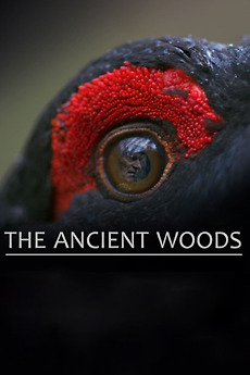 ‎The Ancient Woods (2017) directed by Mindaugas Survila • Reviews, film ...