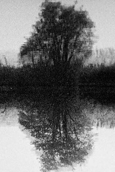 ‎Tree Reflection (1998) directed by Guy Sherwin • Reviews, film + cast ...