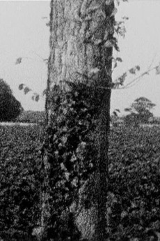 ‎Treeline (1976) directed by Guy Sherwin • Reviews, film + cast ...