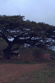 ‎Las Raíces del Roble (2017) directed by Daniel Hernández, Yesendi ...