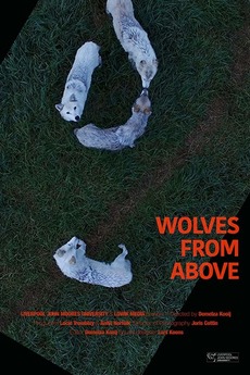 ‎Wolves From Above (2017) directed by Demelza Kooij • Reviews, film ...