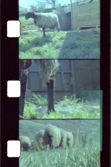 ‎Sheep Reels 1-7 (2018) directed by Bruno Delgado Ramo • Reviews, film ...