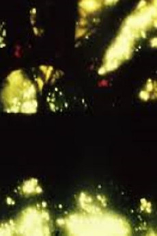 ‎Yali (2012) directed by Helga Fanderl • Reviews, film + cast • Letterboxd