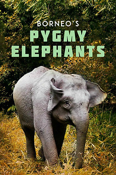 ‎Borneo's Pygmy Elephants (2006) • Film + cast • Letterboxd